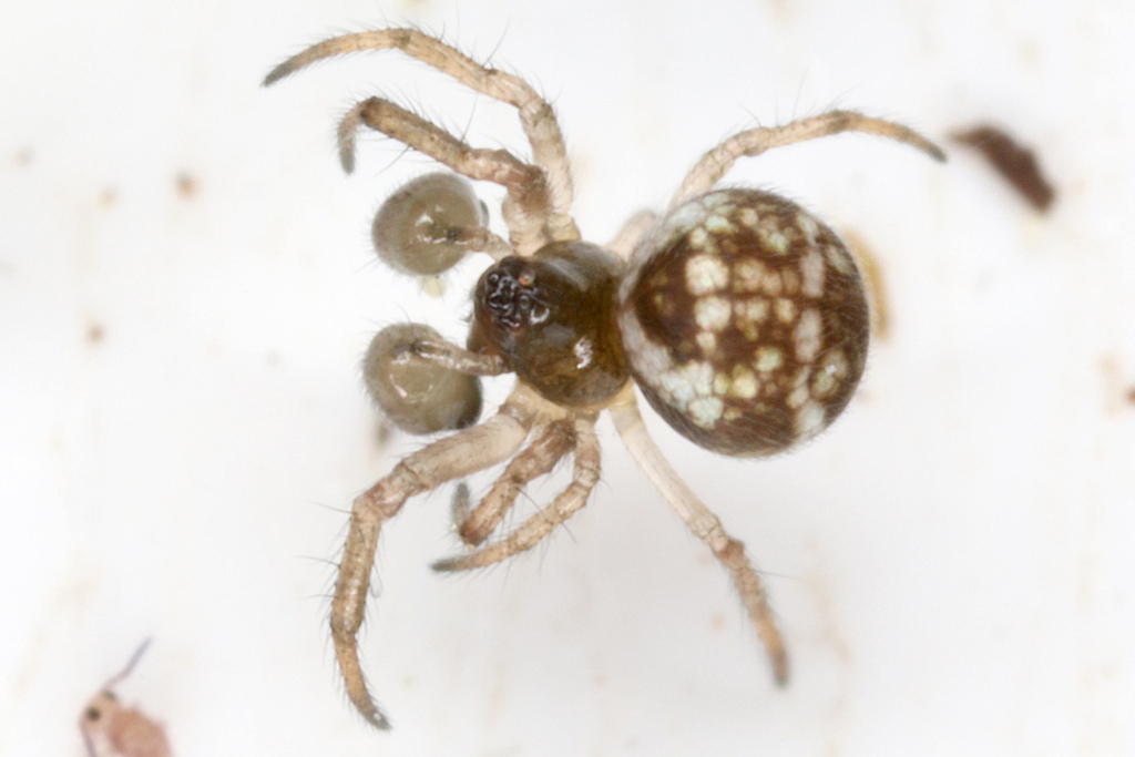 Common Eastern Ray Spider from Wörth an der Lafnitz, Österreich on May ...