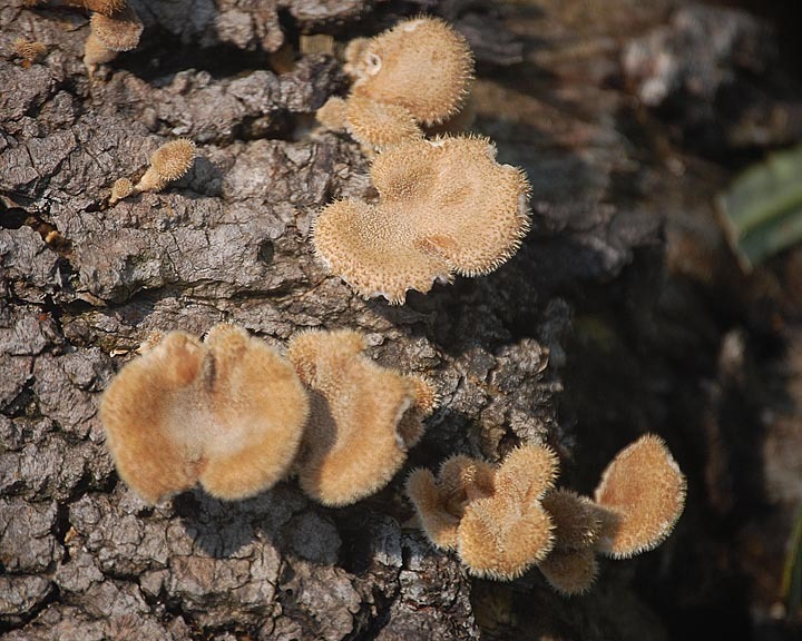 Panus from Cornwall, PA on May 28, 2012 by Chad Arment · iNaturalist