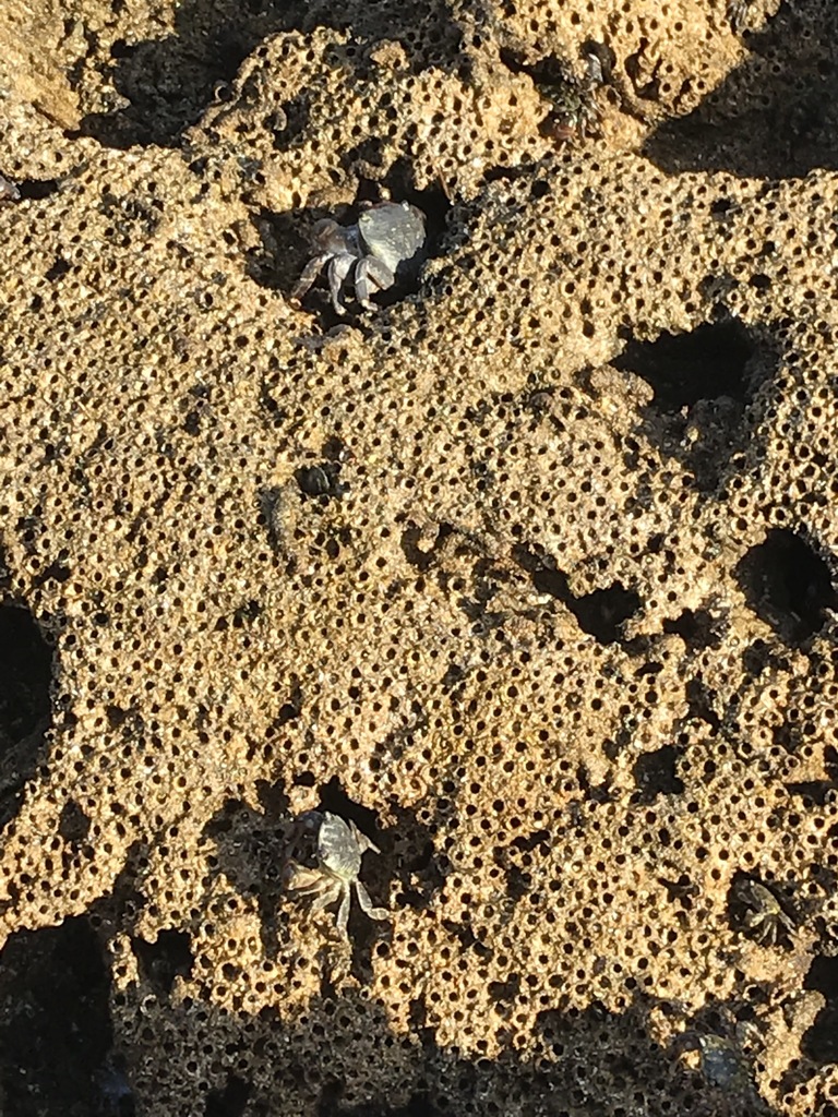 California Sandcastle Worm from Natural Bridges State Beach, Santa Cruz ...