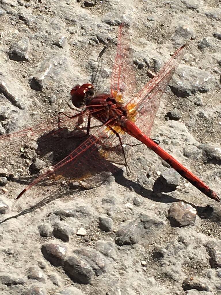 Red-veined Dropwing from Markaz Rif Dimashq, SY-RD, SY on October 30 ...