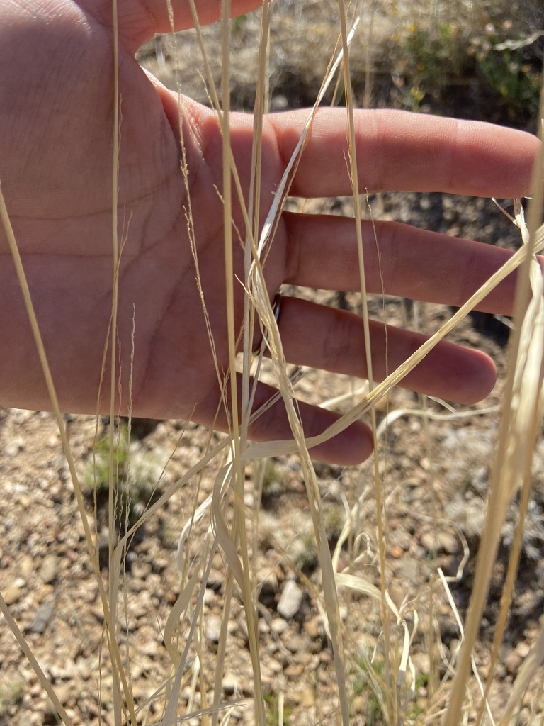 Sand Dropseed from Van Horn, TX, US on May 7, 2023 at 09:29 AM by ...