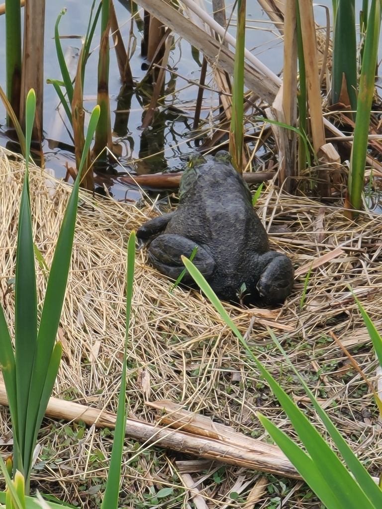 American Bullfrog from Allen Township, OH, USA on May 7, 2023 at 11:37 ...