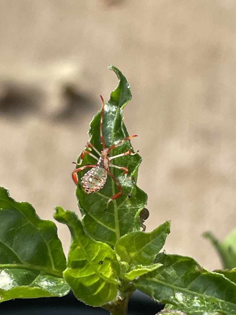 Leaf-footed Bugs from Eastcliff Dr, Dallas, TX, US on May 7, 2023 at 09 ...