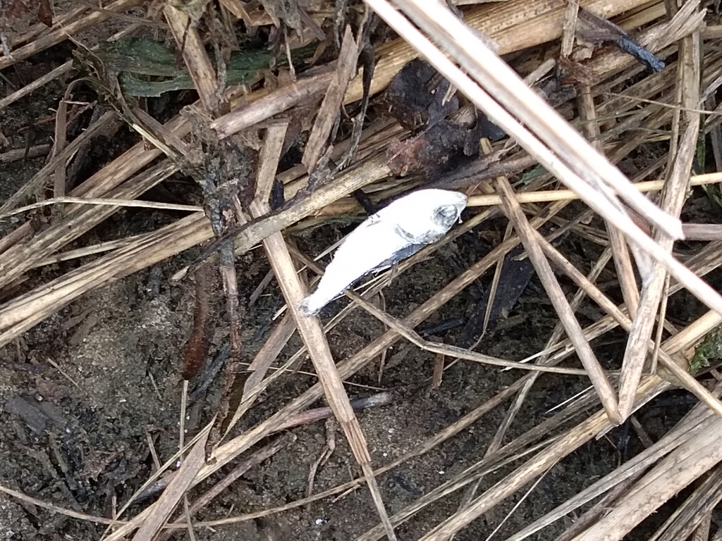 Ray-finned Fishes from WRW8+88R, Nanakmatta, Uttarakhand 262311, India ...