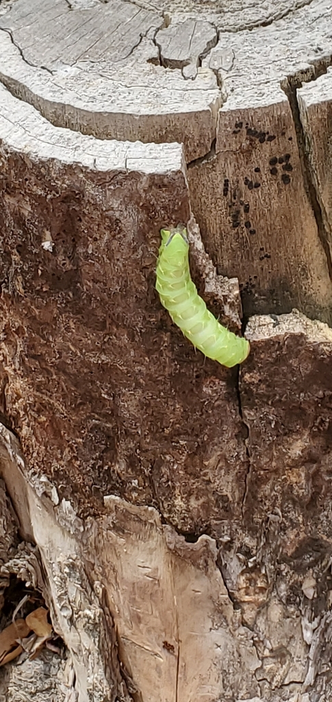 Saturniini from Junction, TX 76849, USA on May 07, 2023 at 01:05 PM by ...