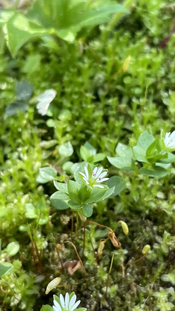common chickweed from Maybury State Park, Northville, MI, US on May 5 ...