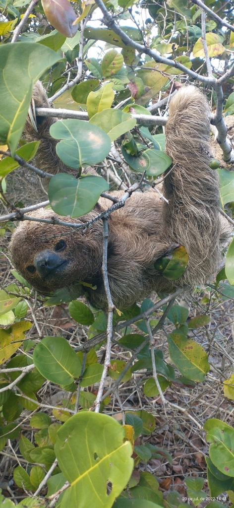 Maned Three-toed Sloth in July 2022 by Shirley Oliveira · iNaturalist