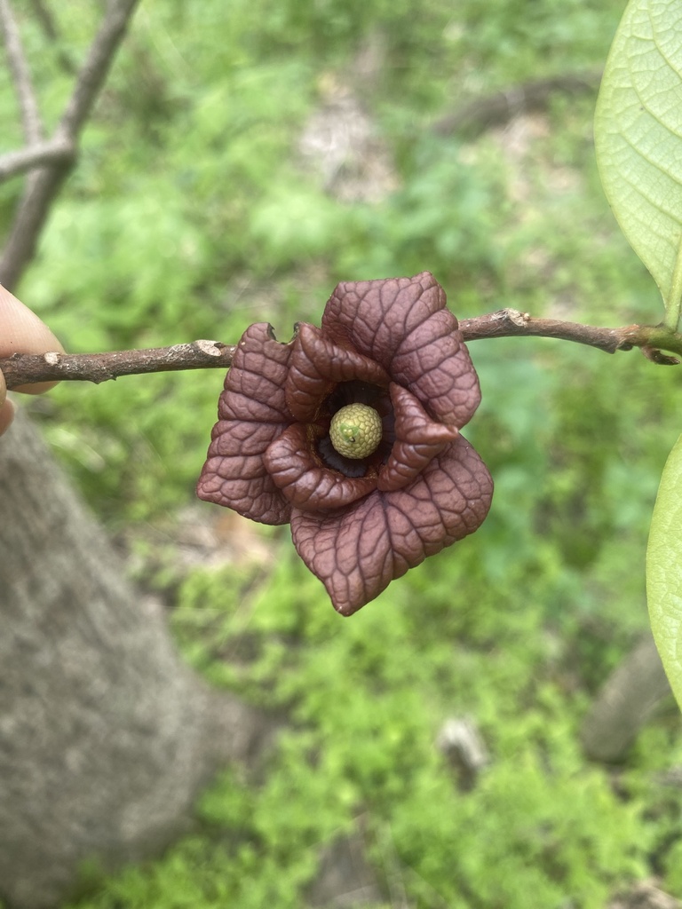 common pawpaw from Indian Cave State Park, Falls City, NE, US on May 6 ...