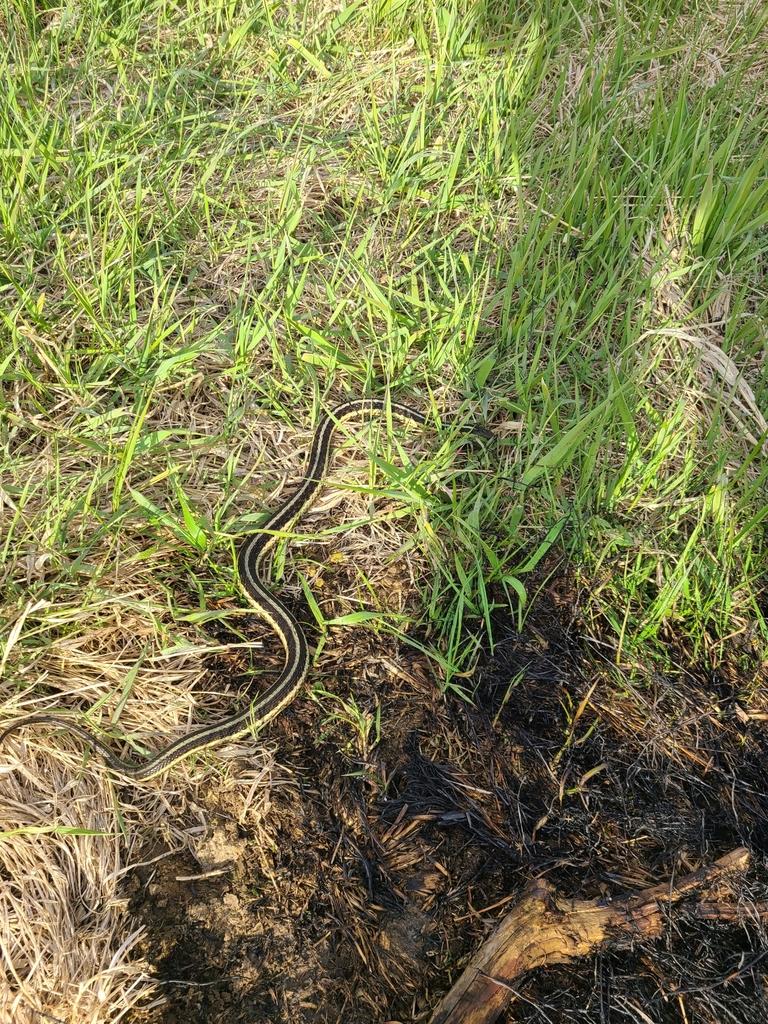 Common Garter Snake from Liberty, WI, USA on May 03, 2023 at 06:24 PM ...