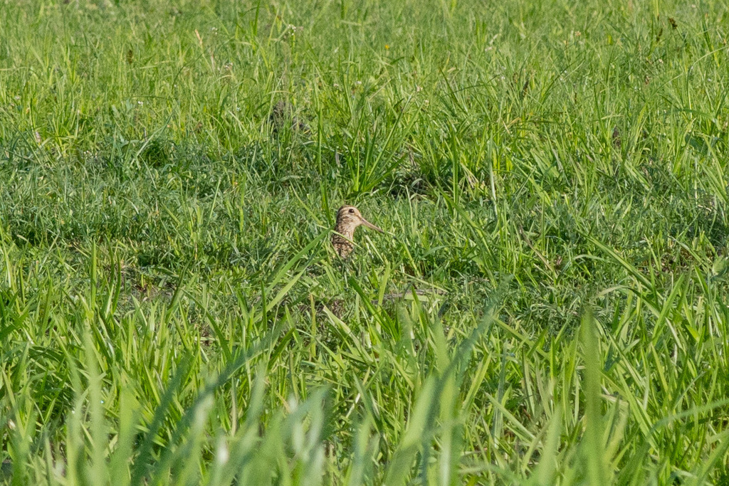 Great Snipe in May 2023 by Sergo Travelian · iNaturalist