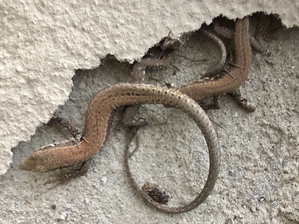 Common Wall Lizard in November 2018 by eliayres · iNaturalist