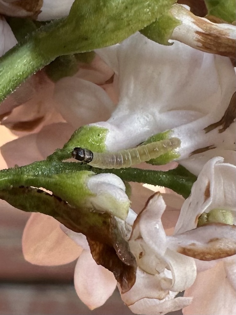 Insects in May 2023 by Michelle Acebo-Hermiller (Elle) · iNaturalist