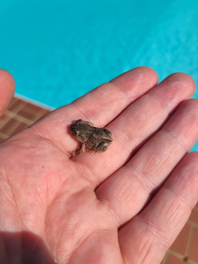 Eastern Spadefoot from Cameron, SC 29030, USA on May 7, 2023 at 04:50 ...