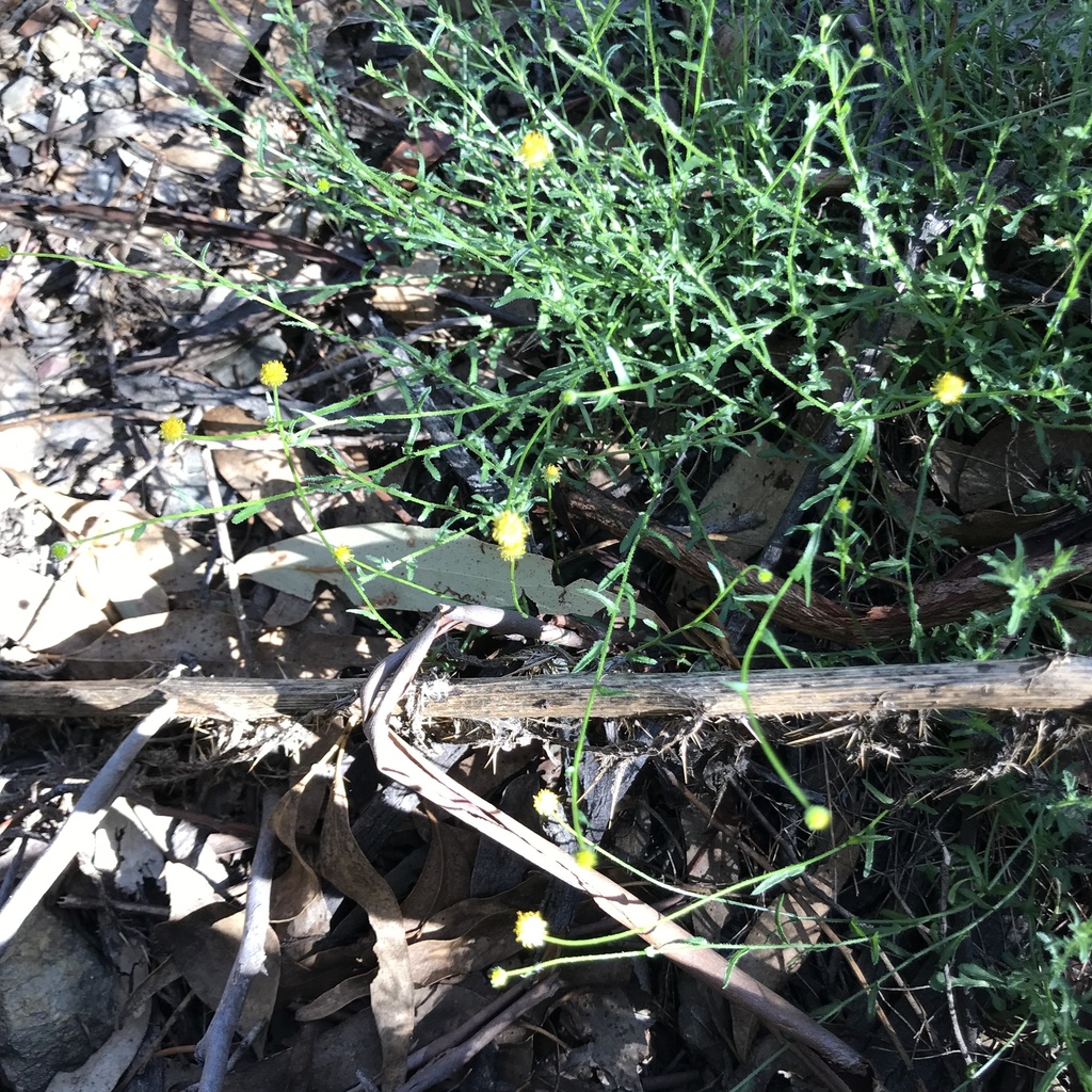 Bur Daisy from Cunningham Highway, Karara, QLD, AU on April 23, 2023 at ...