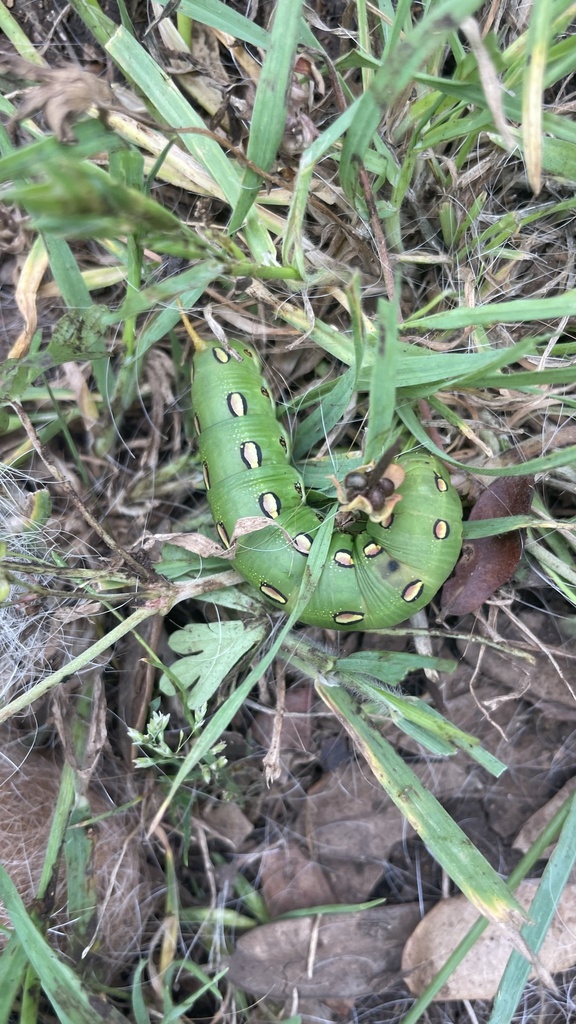 White-lined Sphinx from W Fitzhugh Rd, Dripping Springs, TX, US on ...