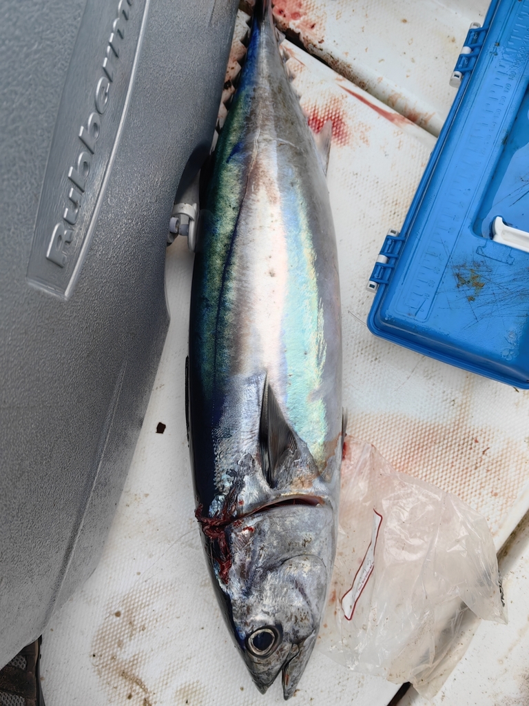Slender tuna on May 07, 2023 at 04:30 PM by Bruce Kirkman · iNaturalist