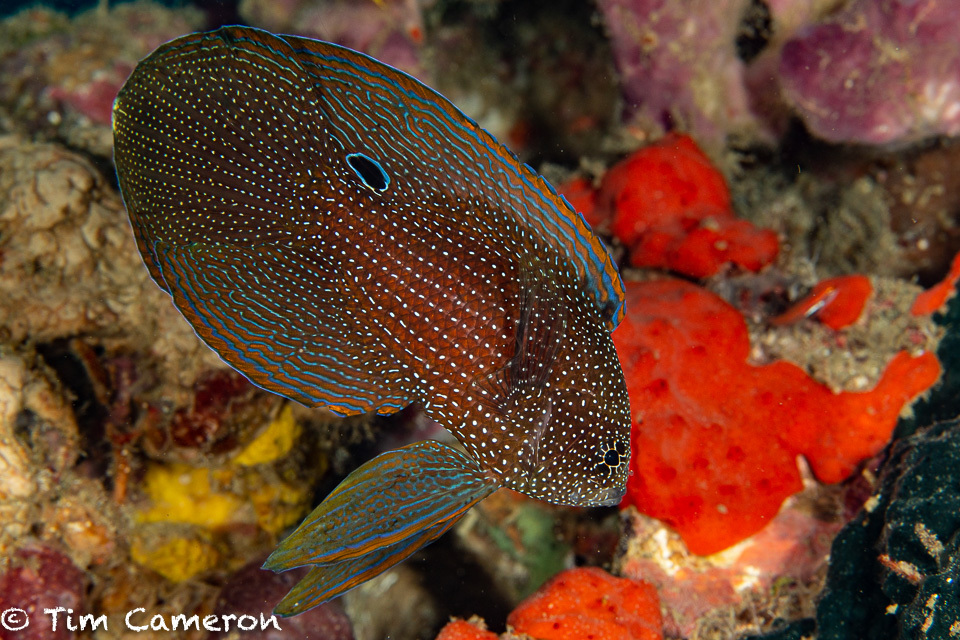 Grouper Comet (Calloplesiops argus) - Marine Life Identification