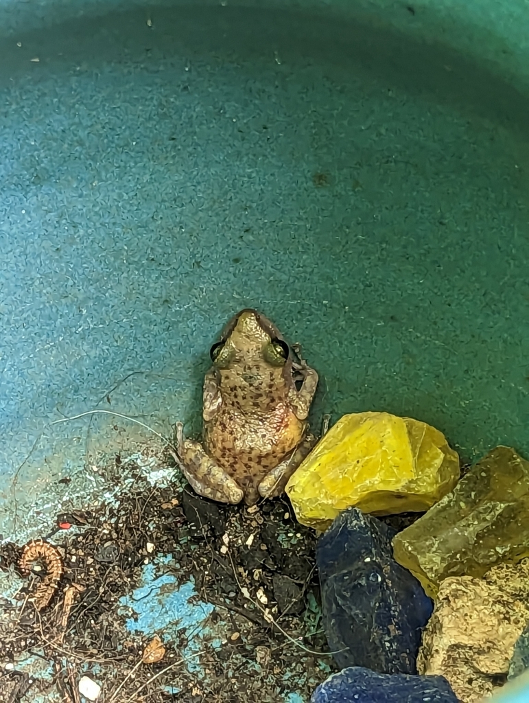 Cliff Chirping Frog from Ribelin Ranch, Austin, TX, USA on May 7, 2023 ...