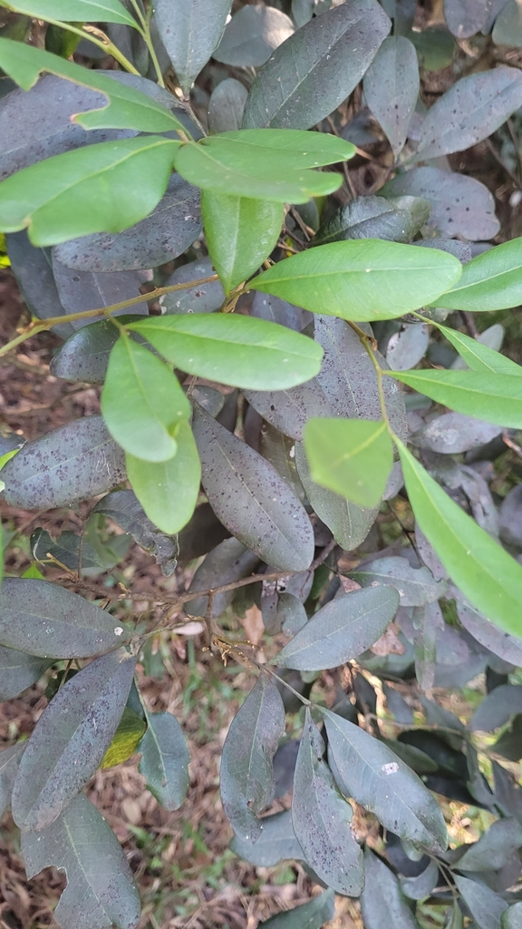 Guioa from Lake Shore Dr opp Harcourt Pl, North Avoca NSW 2260 ...