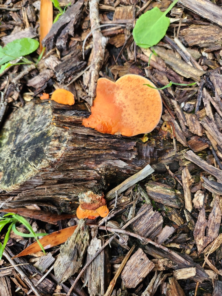 Southern Cinnabar Polypore from Carrum Downs VIC 3201, Australia on May ...