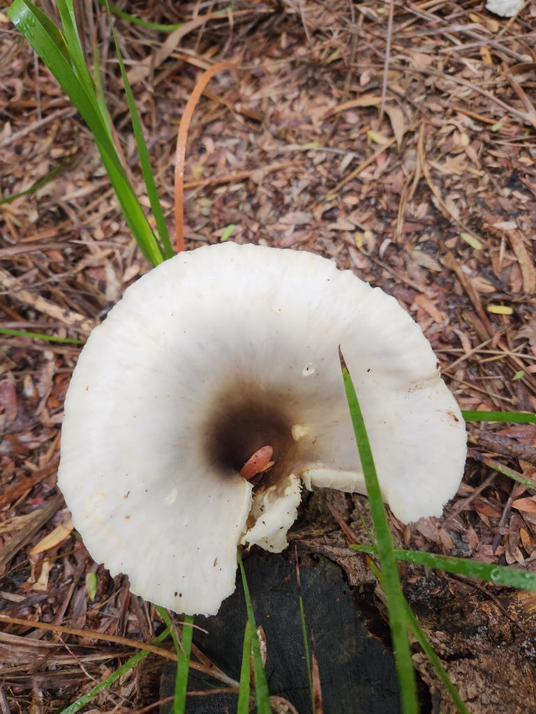 ghost fungus from Frankston North VIC 3200, Australia on May 08, 2023 ...