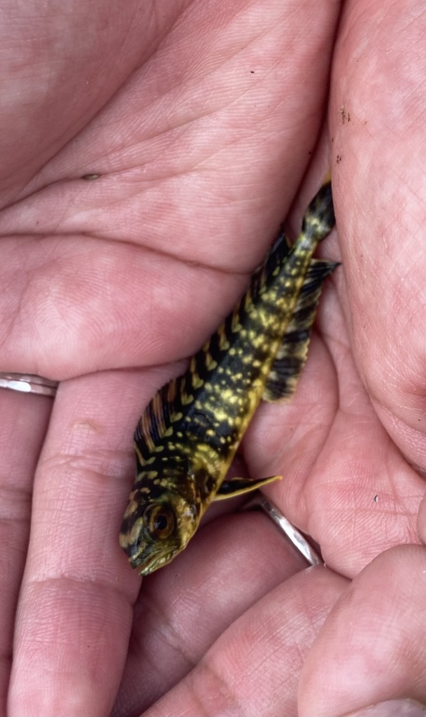 Common Dolphinfish from University of Texas Marina, Port Aransas, TX ...
