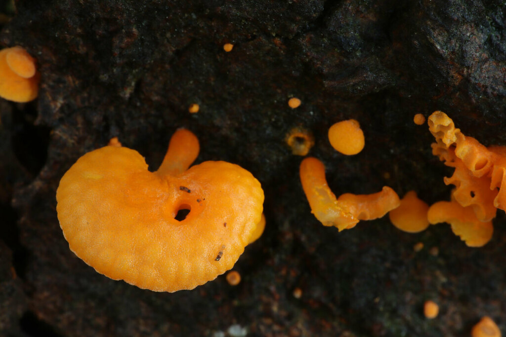 orange pore fungus from Birralee TAS 7303, Australia on May 06, 2023 at ...