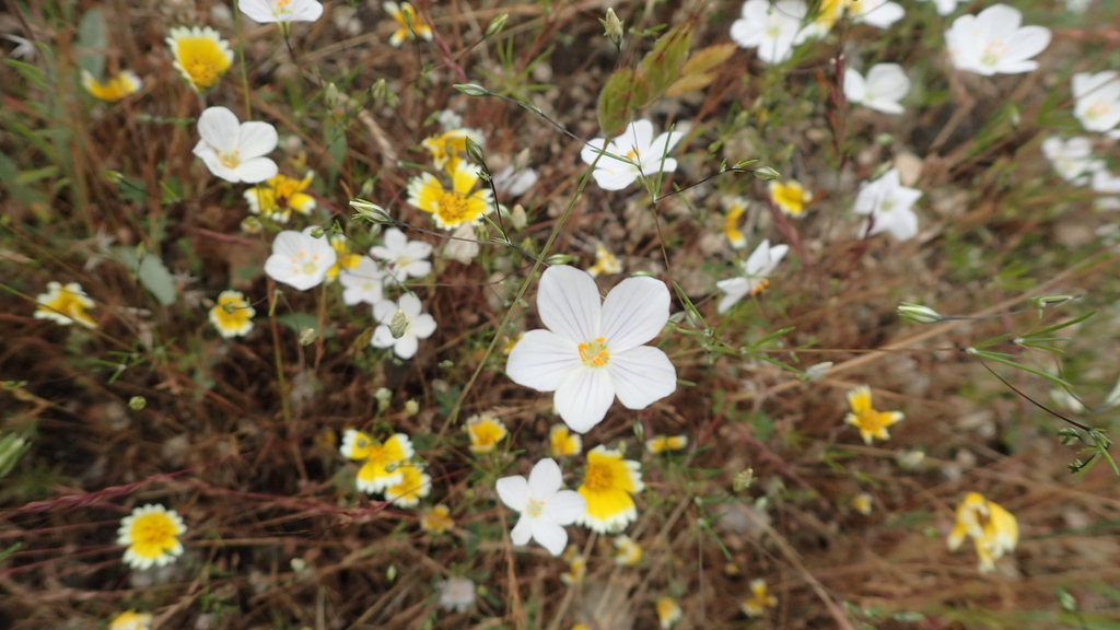 Flax-flowered Linanthus from 10 Old Stage Coach Rd, Redwood City, CA ...