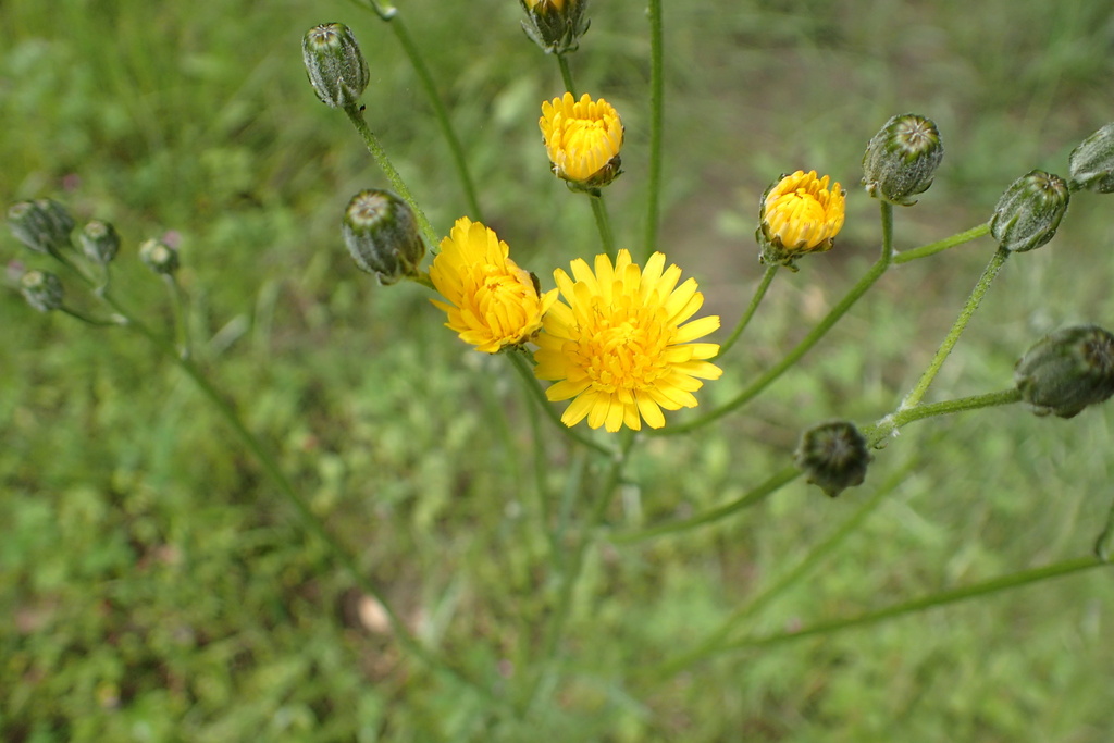 Beaked Hawksbeard from San Mateo County, CA, USA on May 6, 2023 at 11: ...