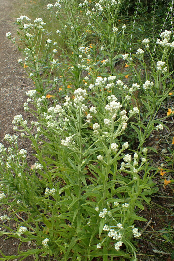 California cudweed from San Mateo County, CA, USA on May 6, 2023 at 11: ...