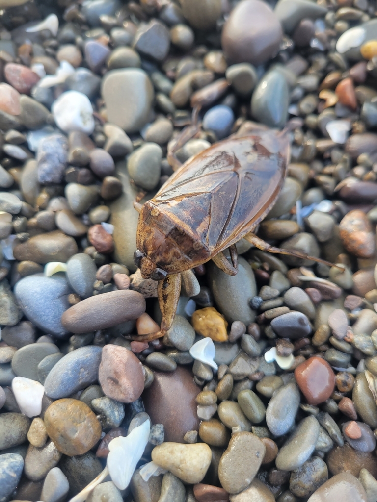 American Giant Water Bug from Niagara Shores on April 15, 2023 at 05:31 ...