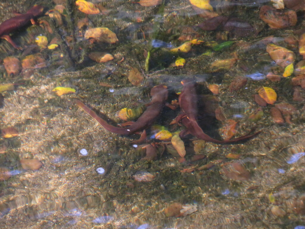 California Newt from Riverside County, CA, USA on April 22, 2023 at 04: ...