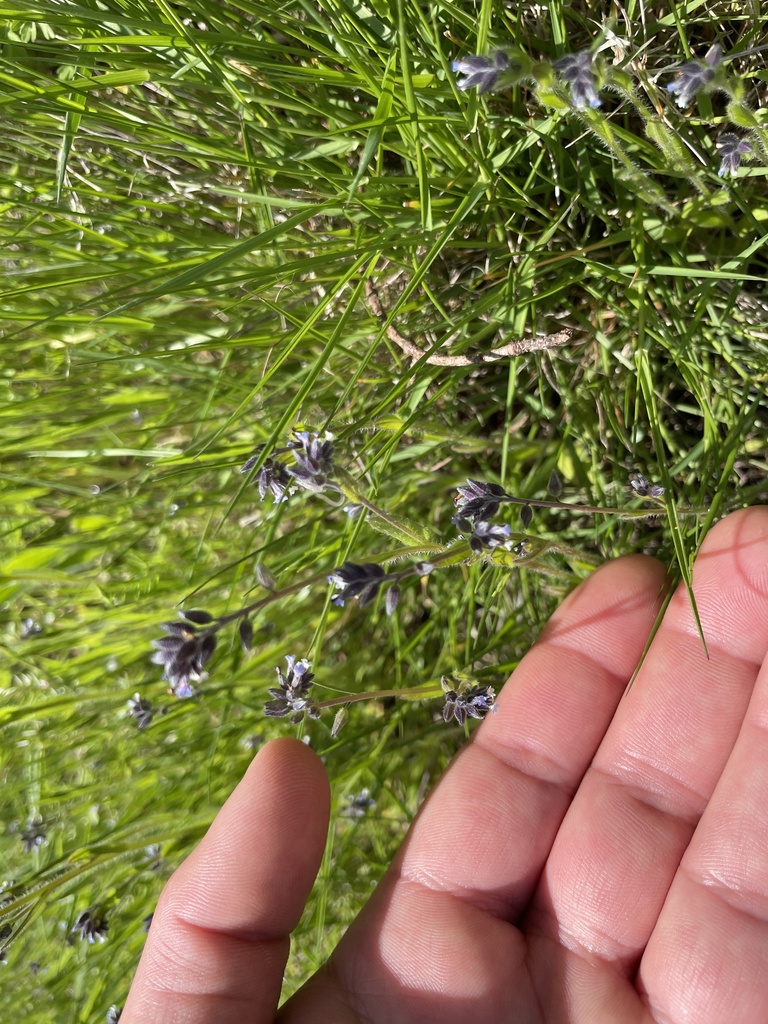 Changing Forget-me-not from NE Marine View Dr, Kingston, WA, US on May ...