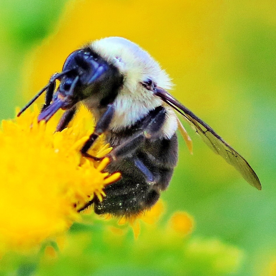 Common Eastern Bumble Bee from 55 Euclid Ave, London, ON, CA on ...