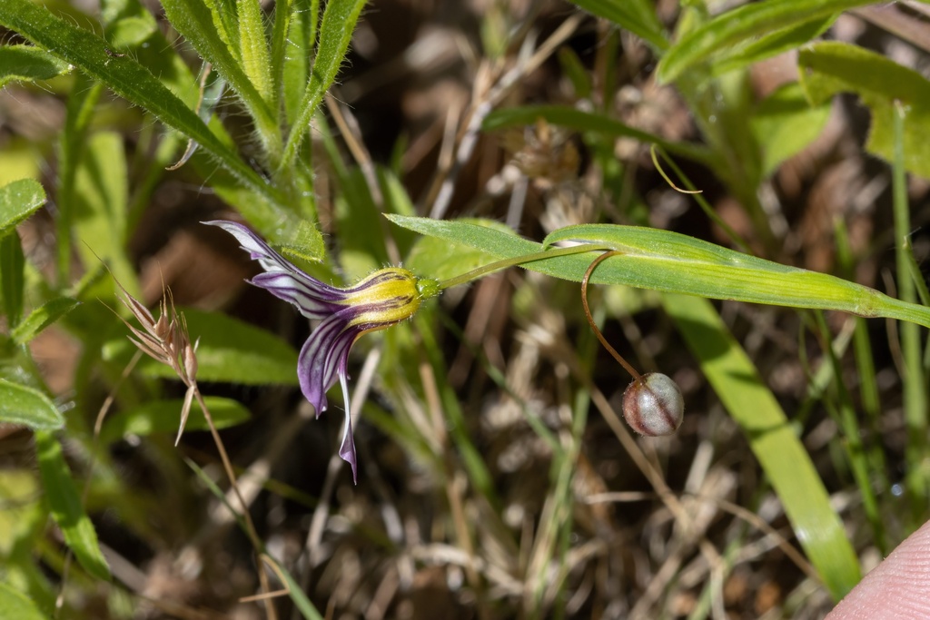 Blue Pigroot from Bastrop State Park, Bastrop, TX, US on April 17, 2023 ...