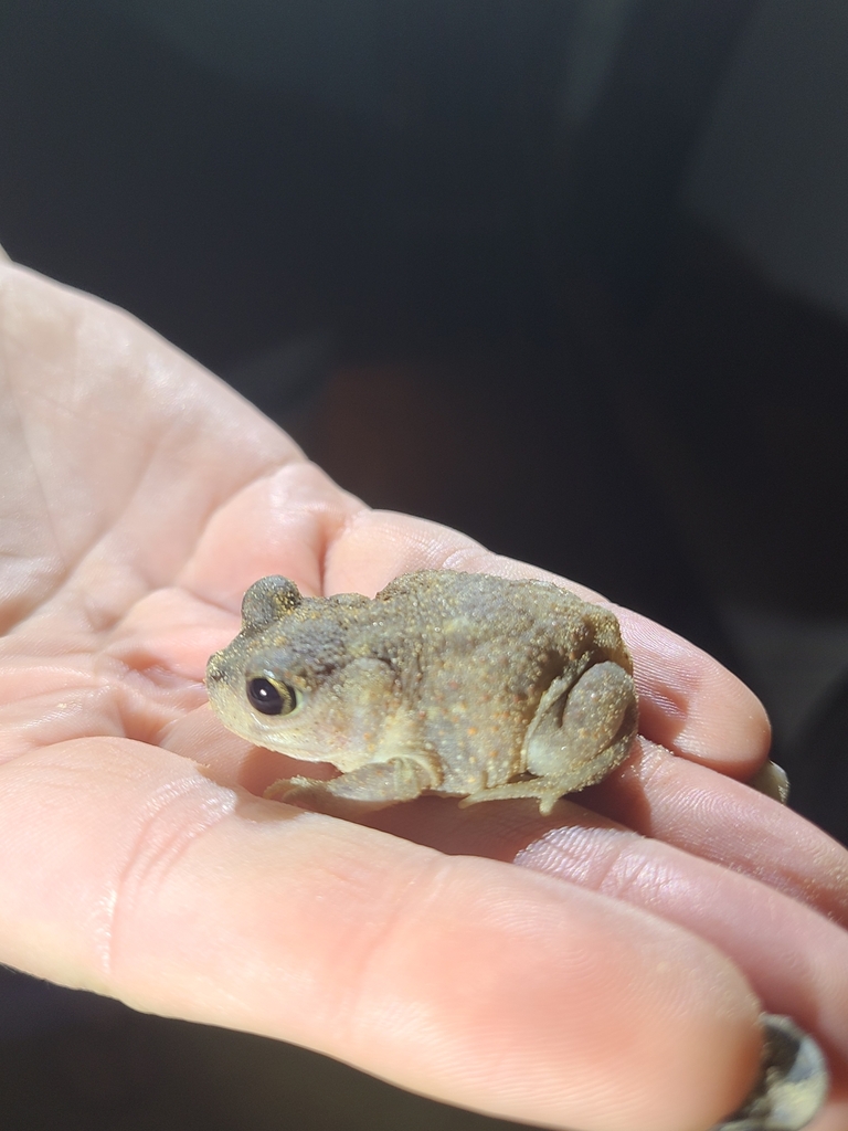 Eastern Spadefoot from Cameron, SC 29030, USA on May 7, 2023 at 09:51 ...