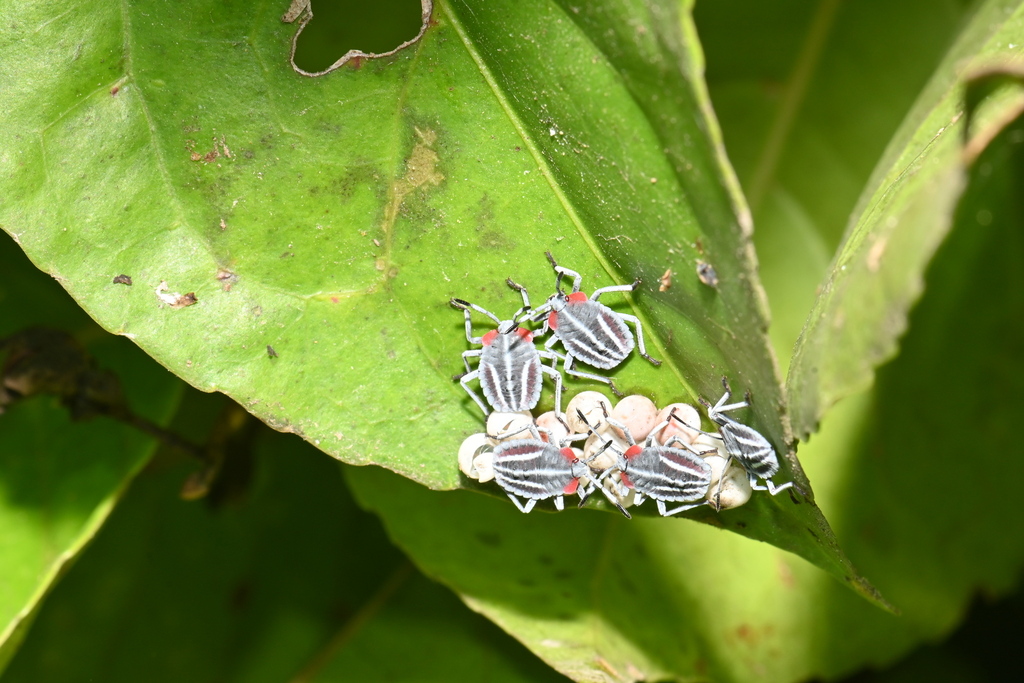 Lychee Stink Bug from 台灣嘉義縣 on April 30, 2023 at 09:27 PM by Chen-Yao ...