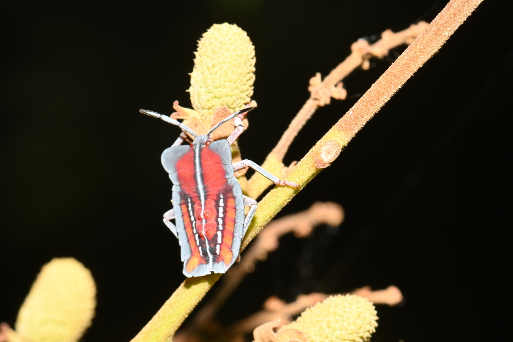Lychee Stink Bug from 台灣嘉義縣 on April 30, 2023 at 10:10 PM by Chen-Yao ...