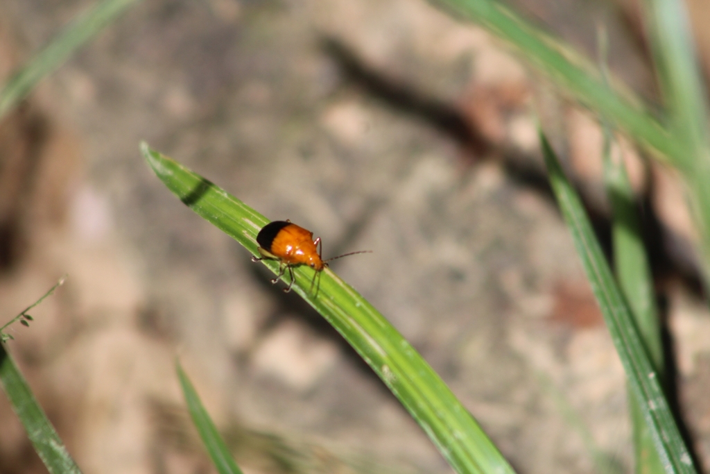 Leaf Beetles from Aguazul, Casanare, Colombia on May 07, 2023 at 10:23 ...