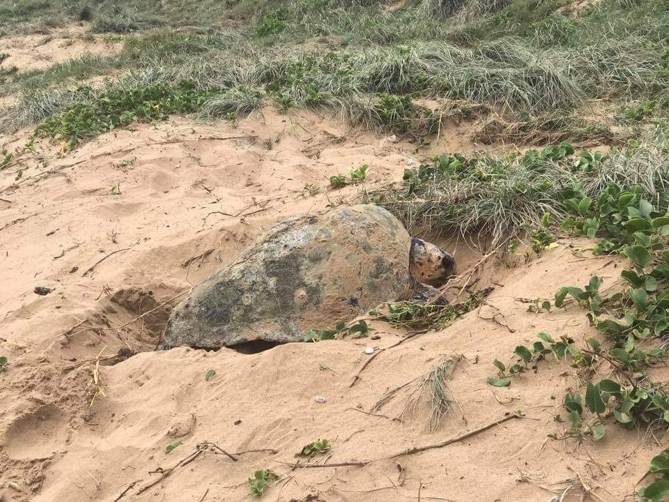 Loggerhead Sea Turtle from Mon Repos on February 9, 2017 by Tiana ...