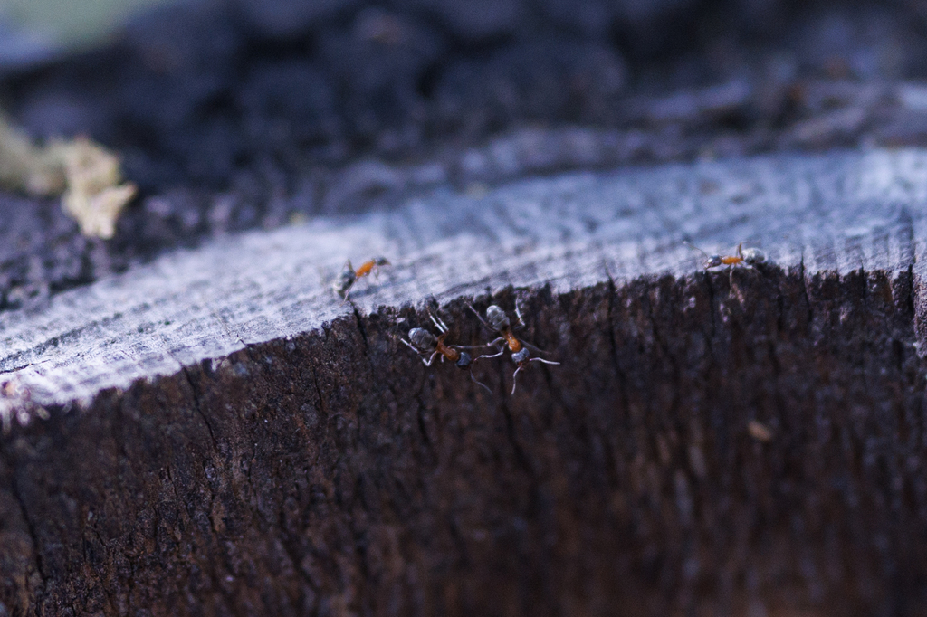 Western Velvety Tree Ant from Los Angeles County, CA, USA on April 30 ...