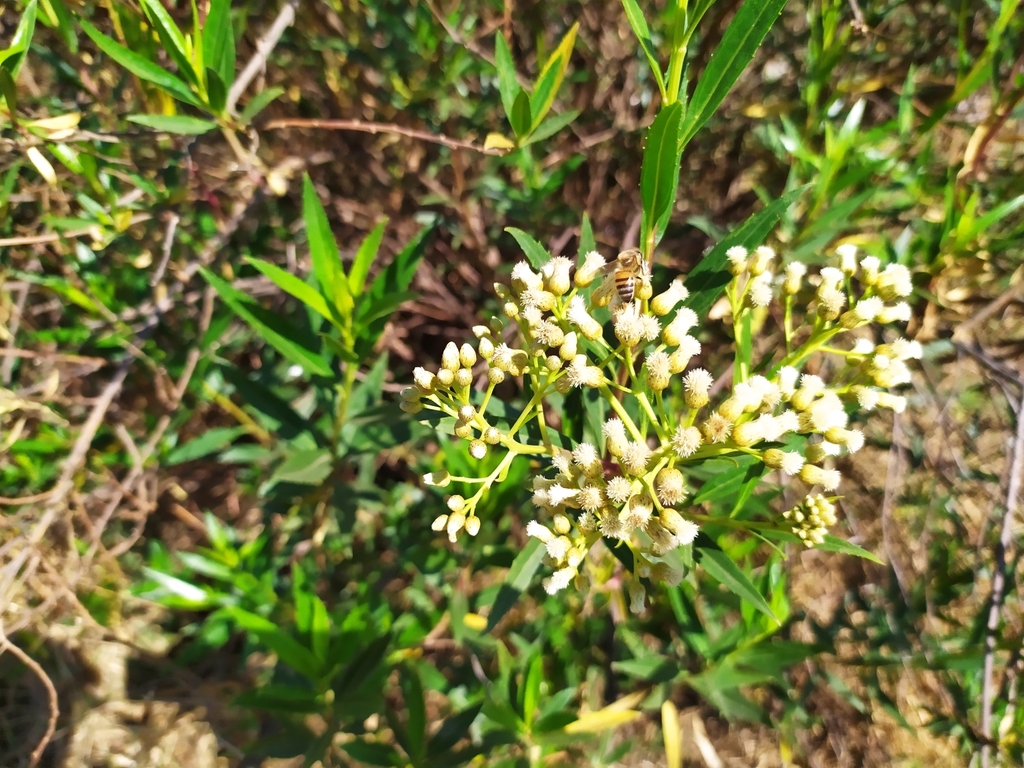 mule fat from Manzana 032, Bosques del Lago, 54766 Cuautitlán Izcalli ...