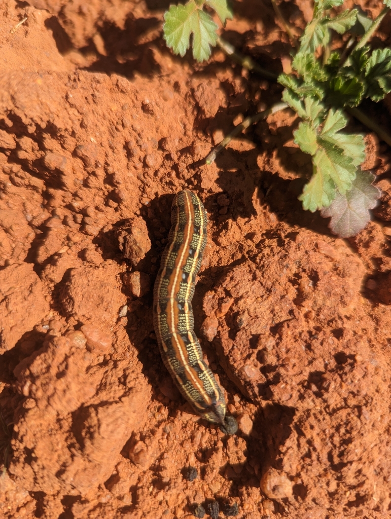 Australian Striped Hawk Moth from Meekatharra WA 6642, Australia on May ...