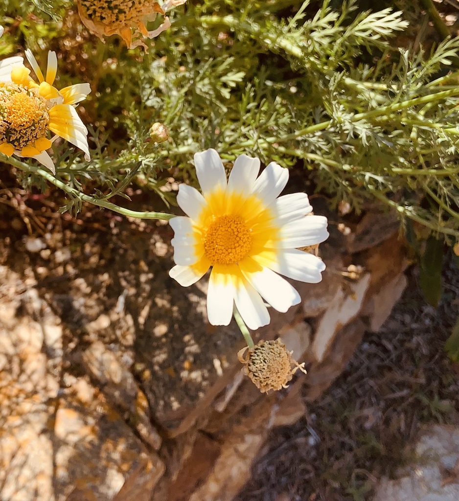 Garland Daisy from Naxos, Drymalia, South Aegean, GR on May 08, 2023 at ...