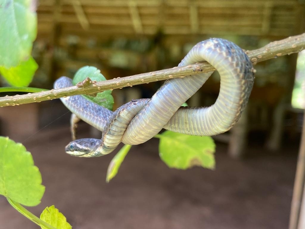 Forest Night Adder from Bigodi swamp and community tours association ...