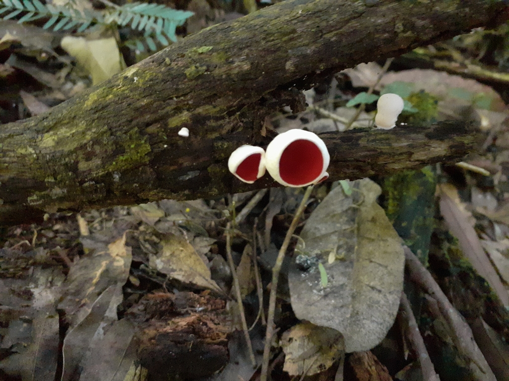 Phillipsia from Gdor. Virasoro, Corrientes, Argentina on April 29, 2023 ...