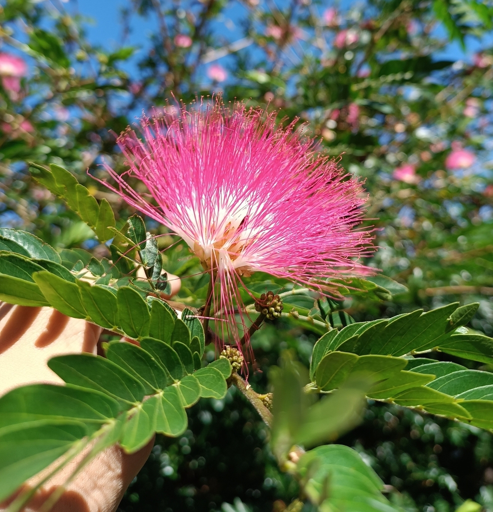 Monkey pod tree from Dentro de la Universidad Nacional, Heredia ...