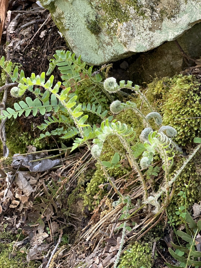 Christmas fern from Highland County, US-VA, US on April 24, 2023 at 01: ...