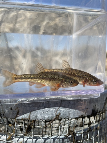 Pahranagat Speckled Dace (Subspecies Rhinichthys osculus velifer ...