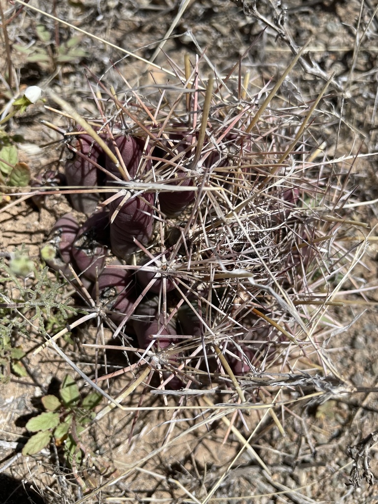 Stout Needle Mulee in April 2023 by Liz Plazewski · iNaturalist